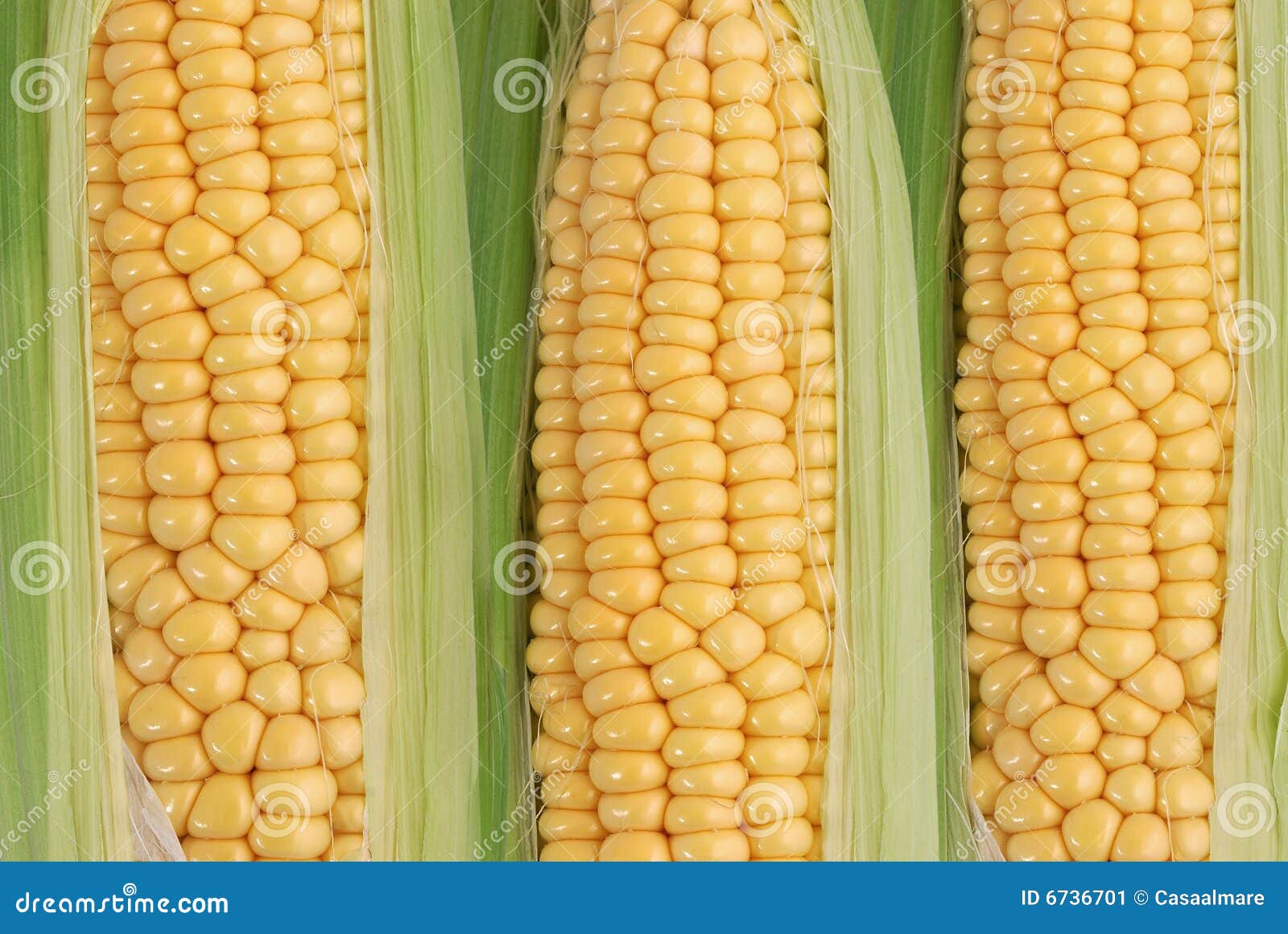 Maize stock image. Image of vegetarian, agriculture, sweetcorn - 6736701