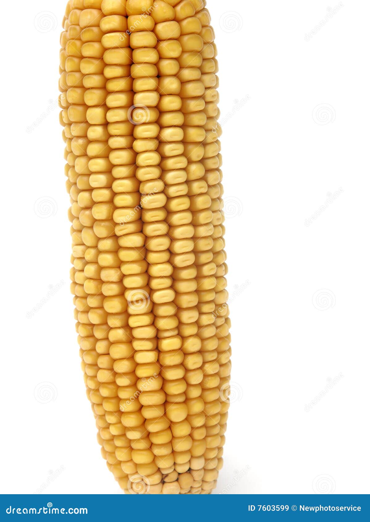 Maize stock image. Image of sweetcorn, grain, plant, healthy - 7603599