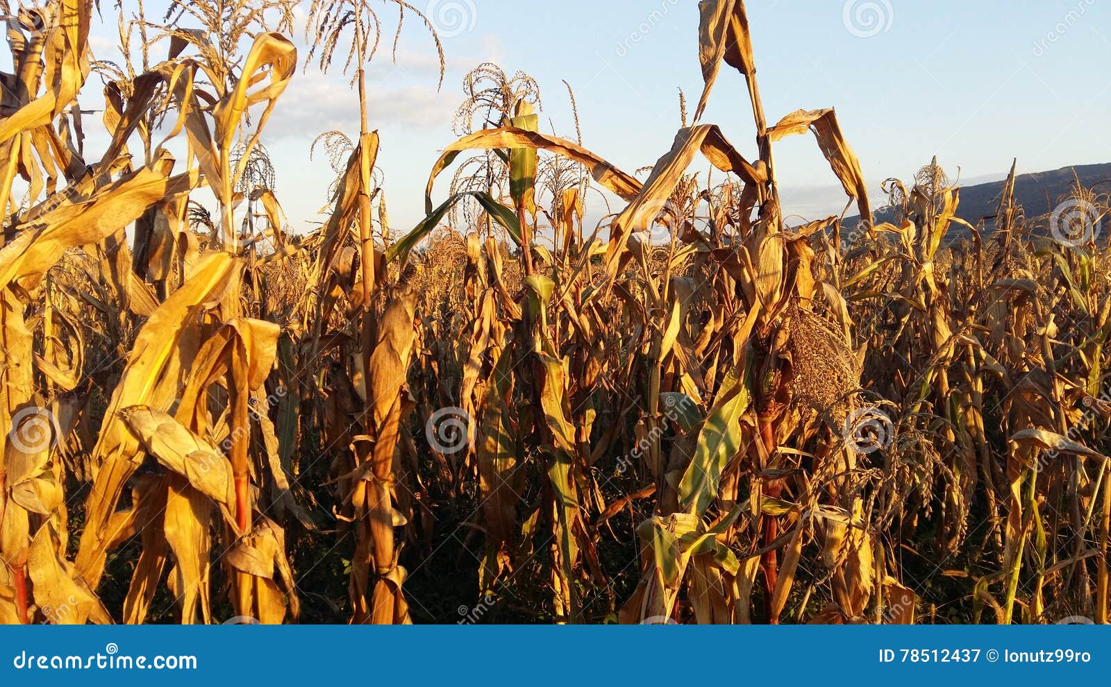 Maize stock image. Image of natural, cereal, maize, commodity - 78512437
