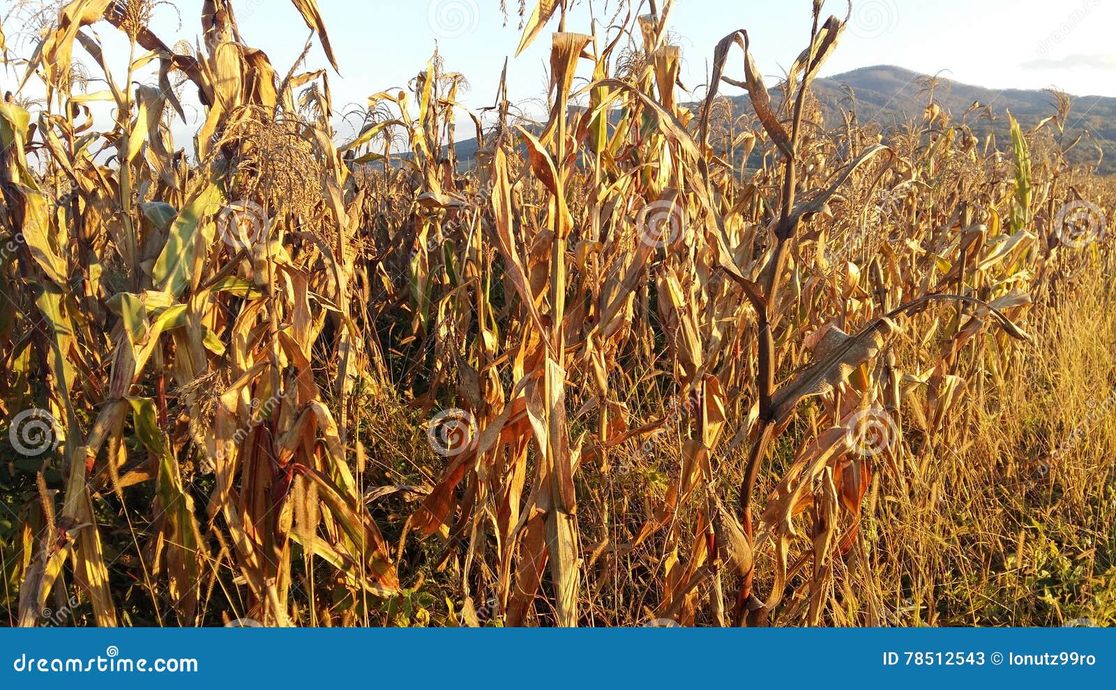 Maize stock image. Image of field, grain, cereal, wheat - 78512543