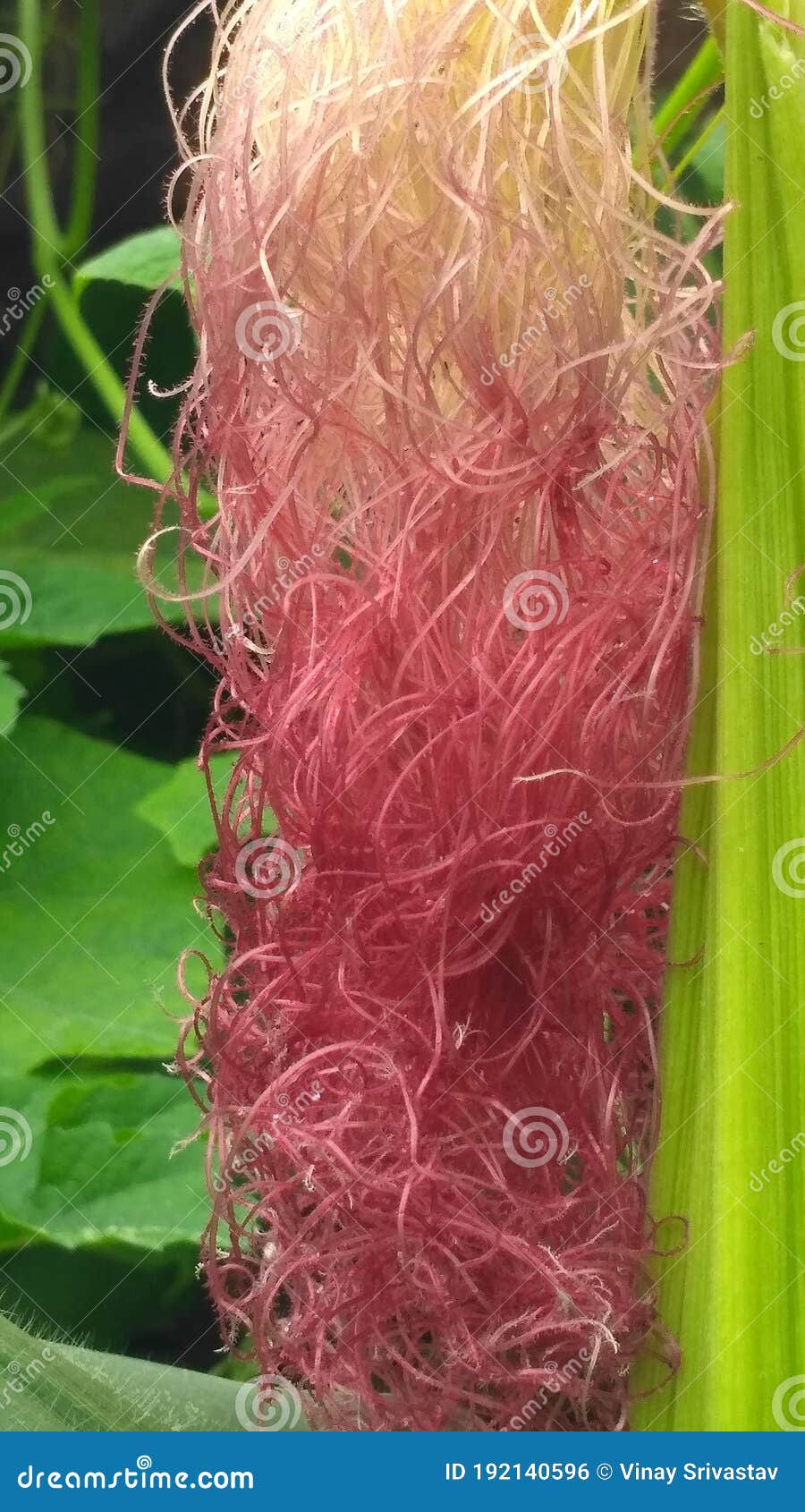 Maize beautiful grain stock photo. Image of plants, maize - 192140596