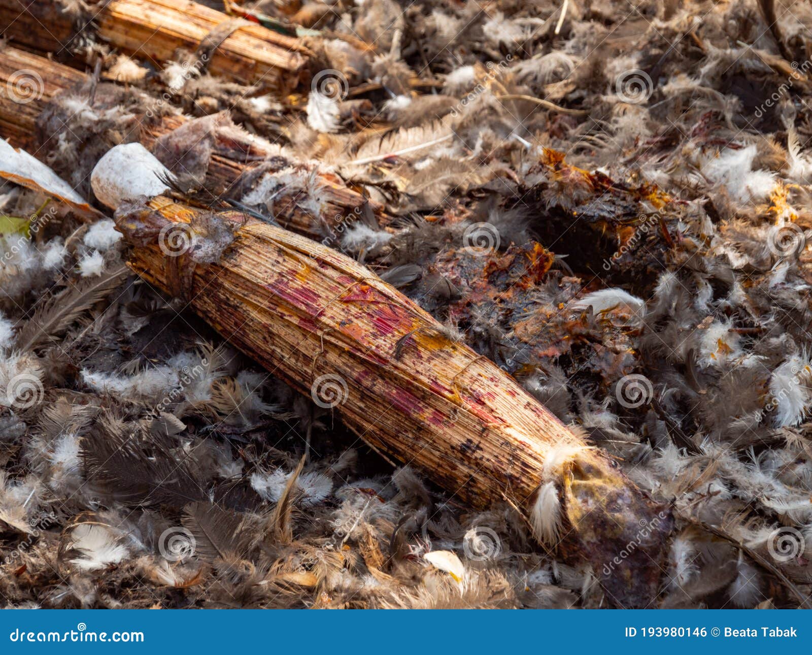 Maize Blessed in a Voodoo Ceremony, Dankoli, Benin Stock Photo - Image ...
