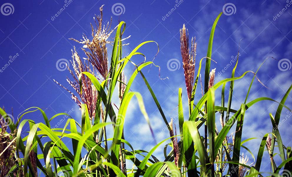 Maize blooms stock image. Image of agriculture, summer - 551255