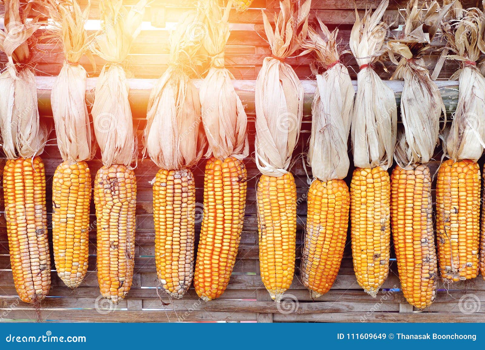 Maize for Breeding Hang Up for Drying with Sunlight Stock Image - Image ...