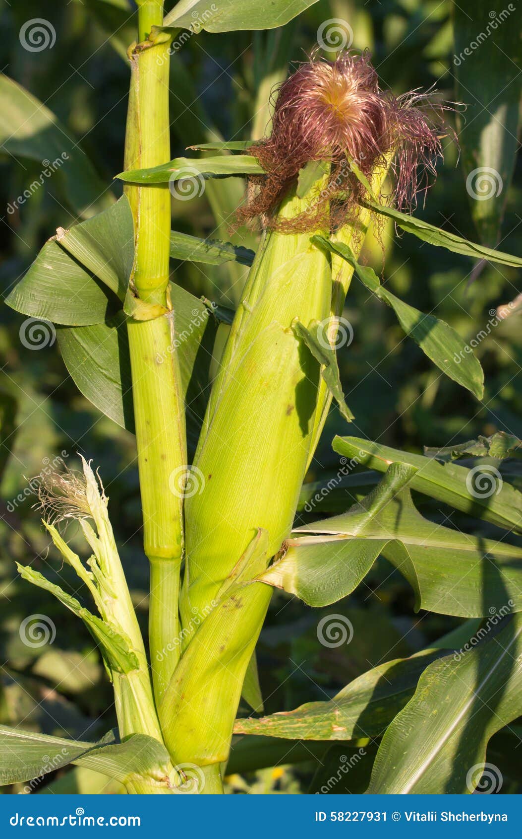 Maize stock image. Image of season, nature, food, vegetable - 58227931