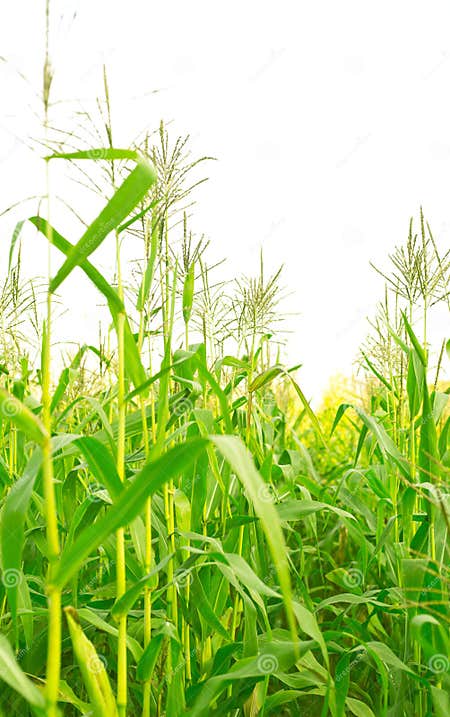 Maize stock image. Image of sunny, wild, natural, harvest - 34833323