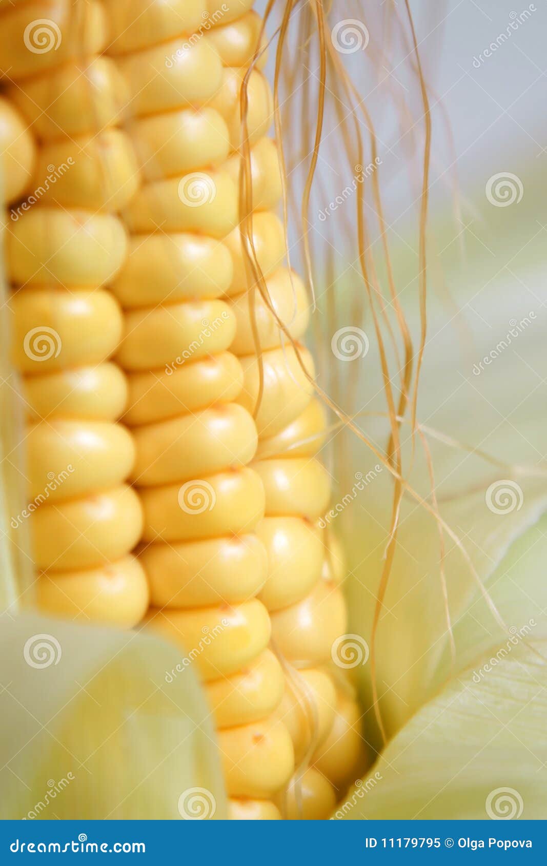 Maize cob stock image. Image of indian, health, fresh - 11179795