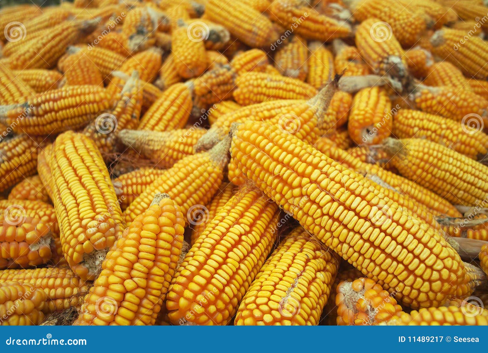 Maize cob stock image. Image of husk, food, crop, harvest - 11489217