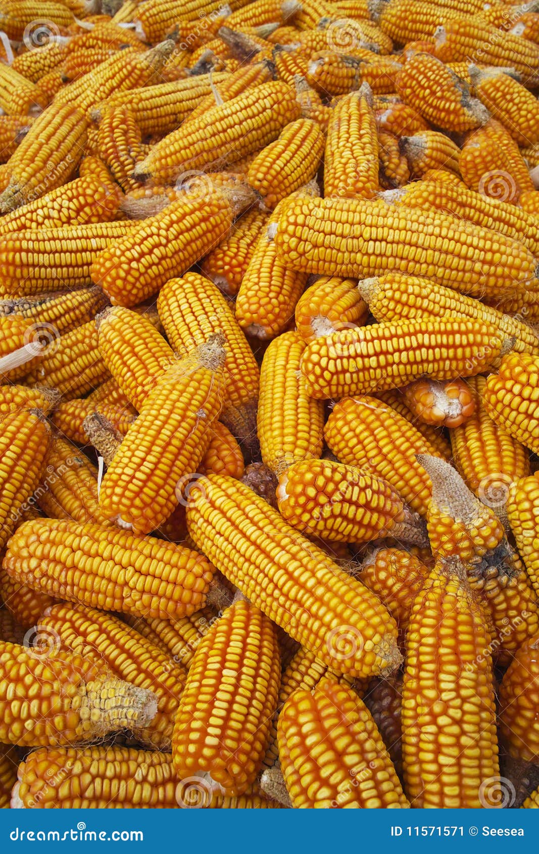 Maize cob stock image. Image of nutritious, fruit, fresh - 11571571