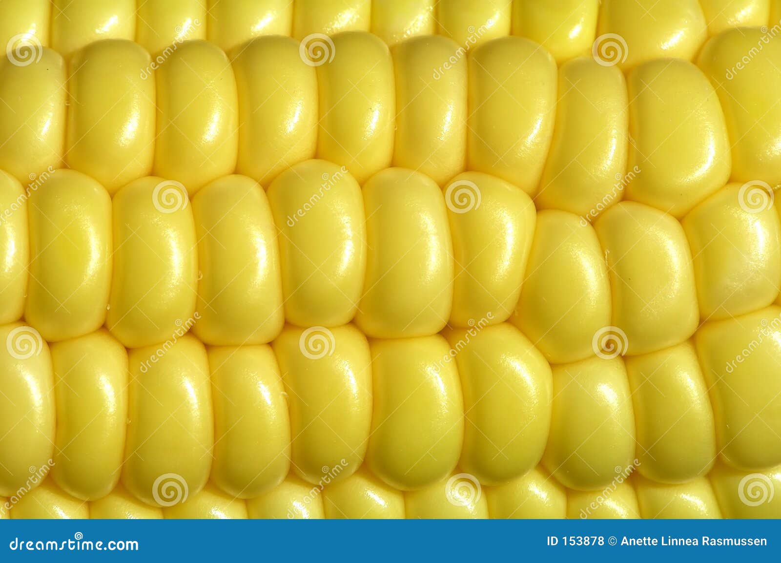 Maize cob stock photo. Image of crop, corn, agriculture - 153878
