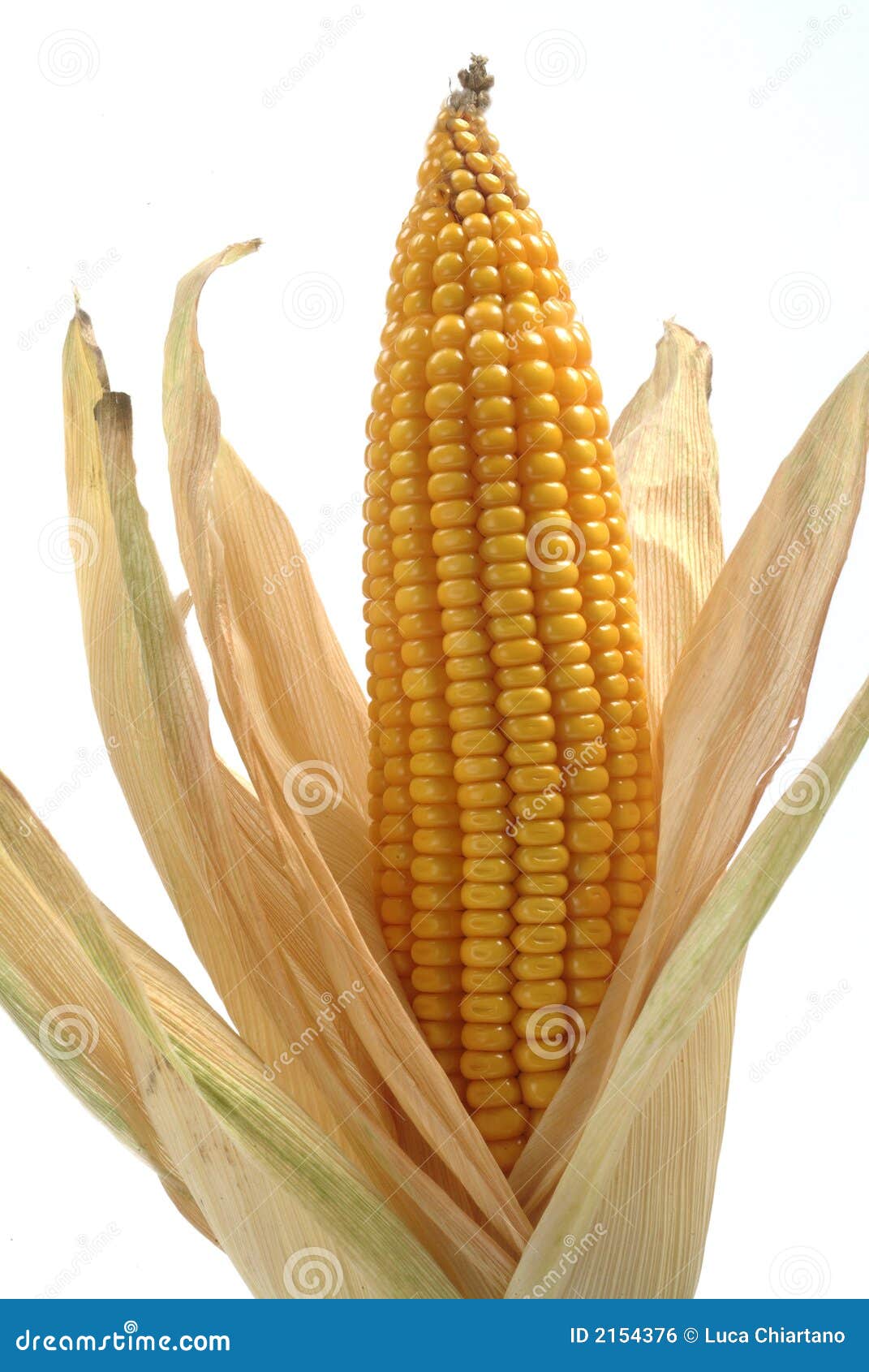 Maize cob stock photo. Image of grain, popcorn, maize - 2154376