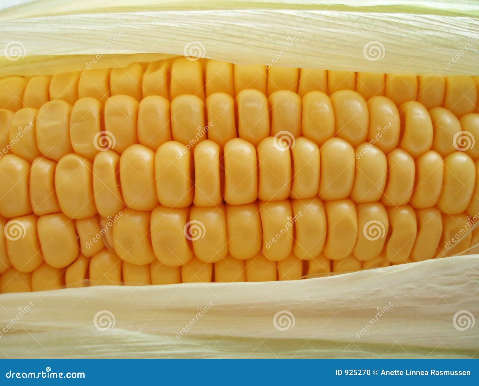 Maize cob stock photo. Image of maize, soft, corn, kernel - 925270