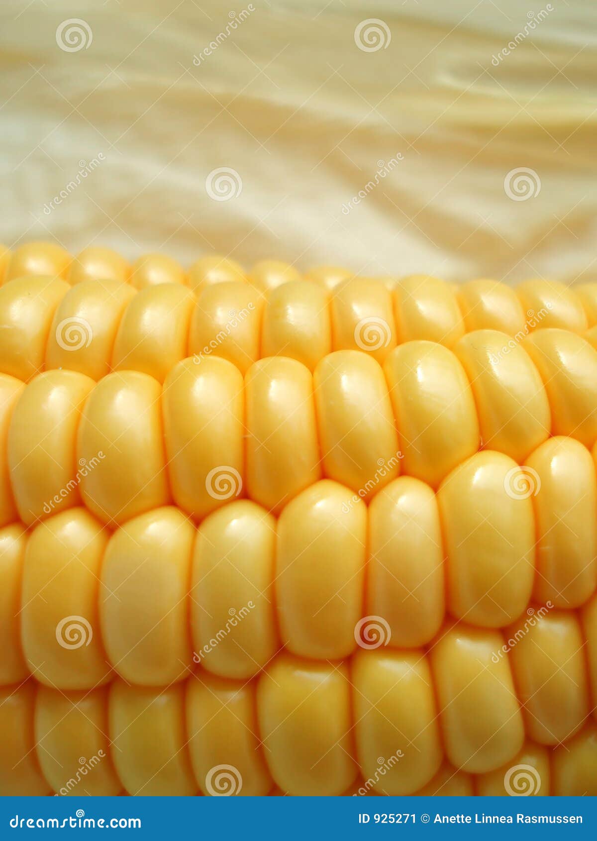 Maize cob stock image. Image of plant, food, nature, close - 925271