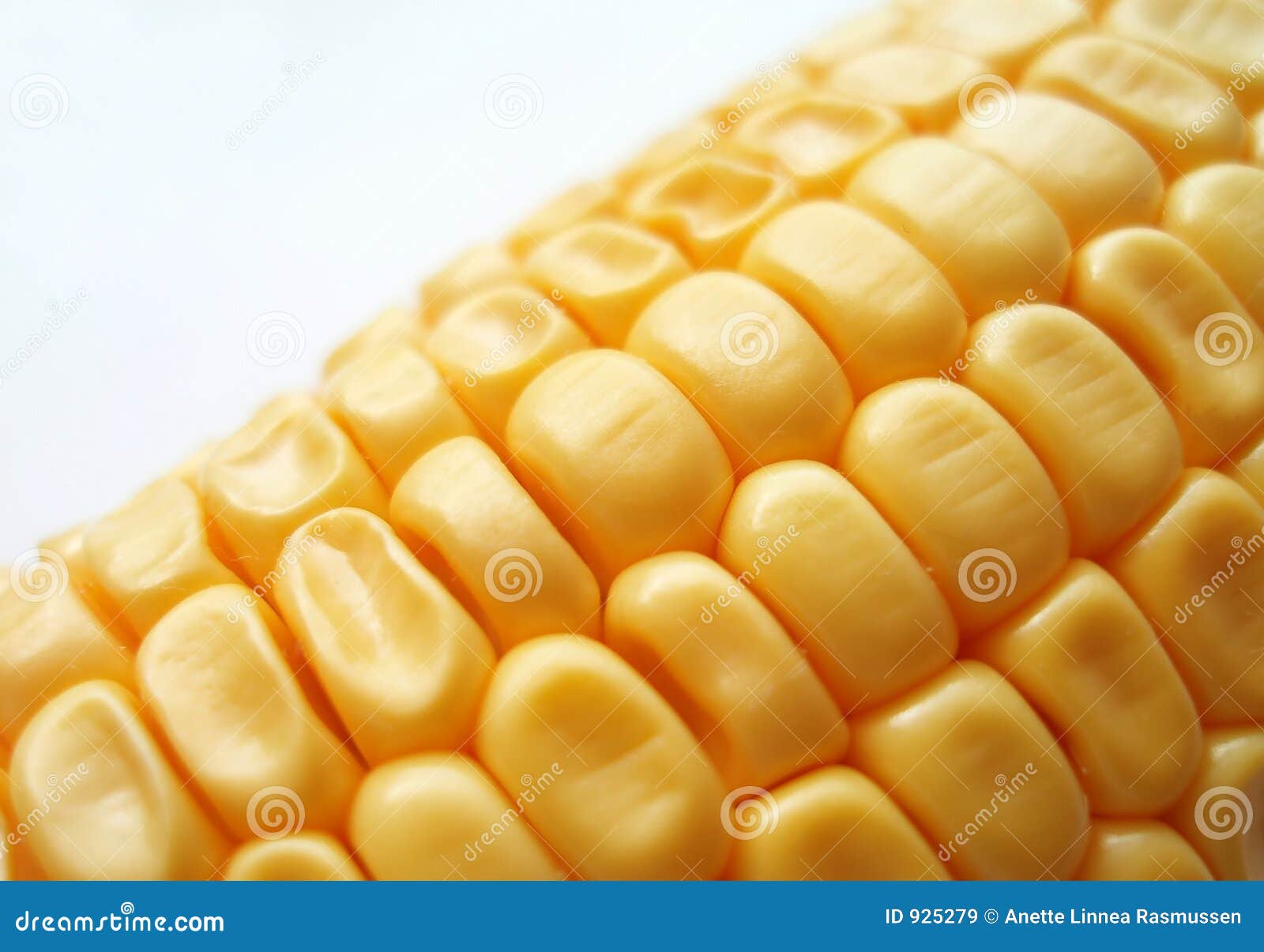 Maize cob stock image. Image of soft, macro, crop, pearl - 925279