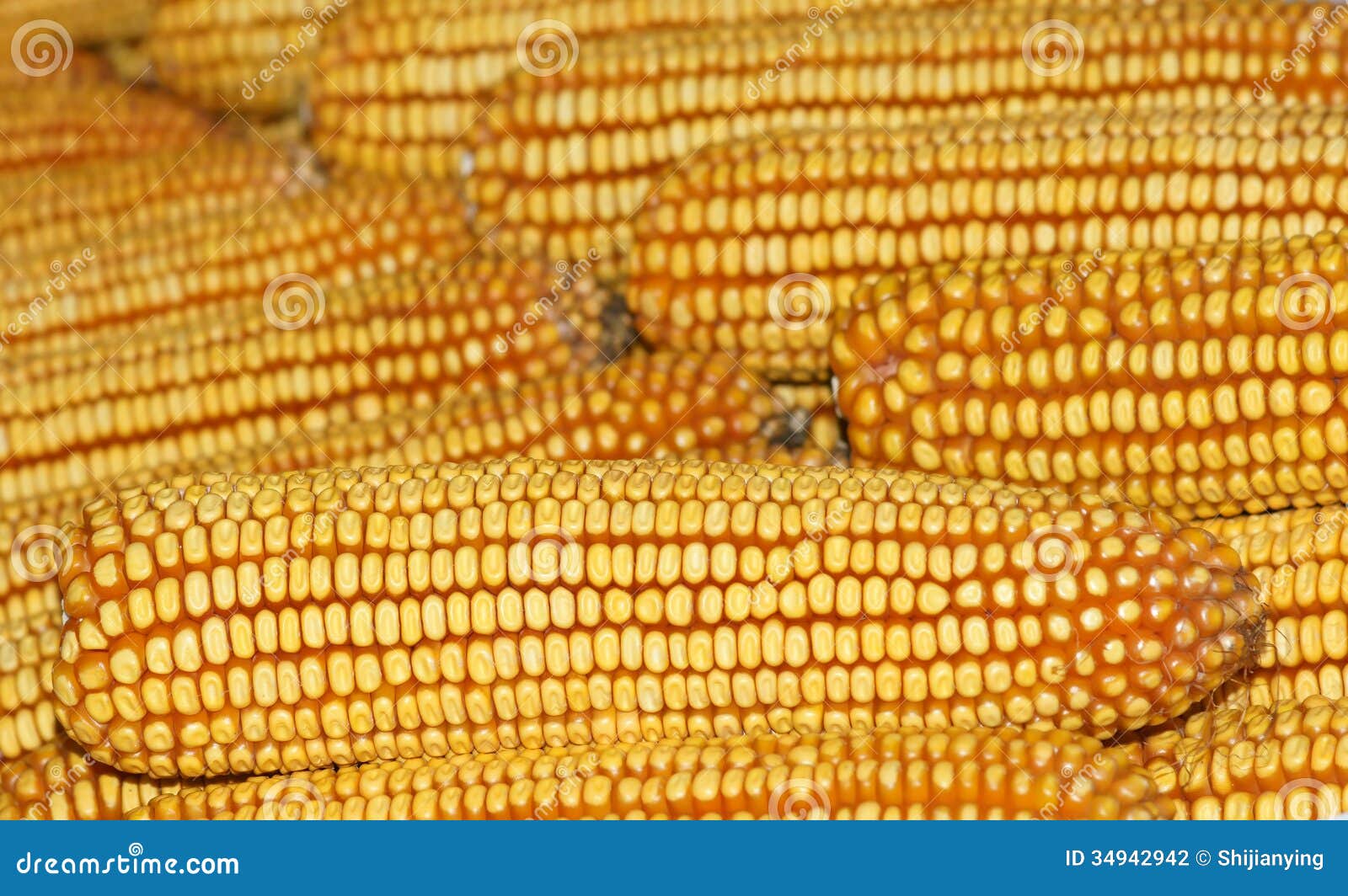 Maize cob stock photo. Image of cobs, edible, harvest - 34942942