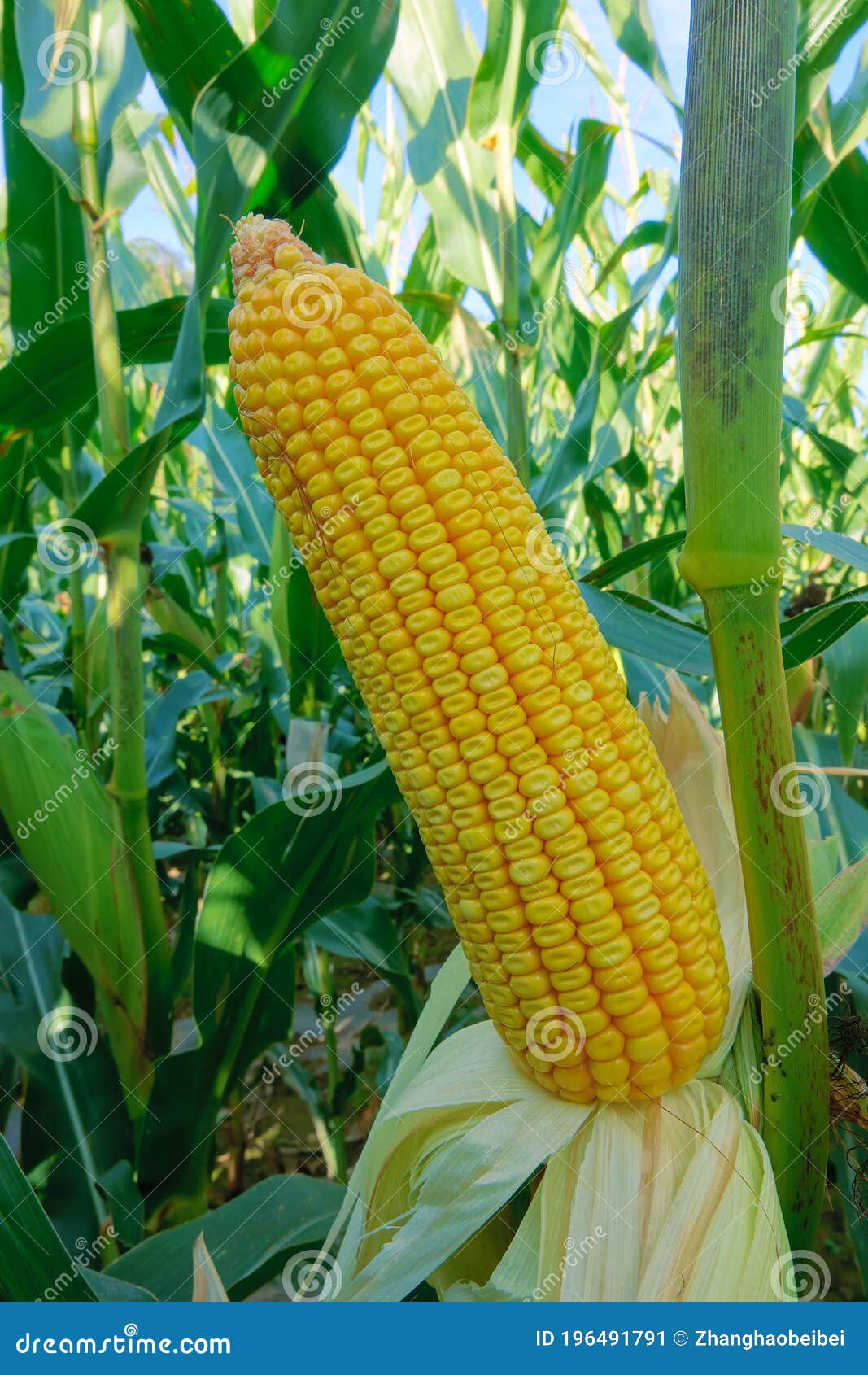 Maize cob stock image. Image of farmland, field, emblement - 196491791