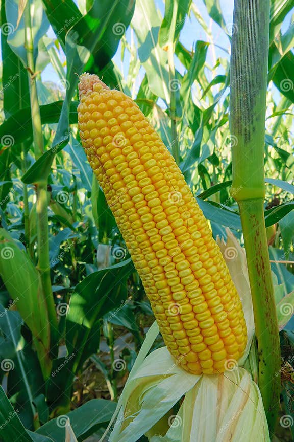 Maize cob stock image. Image of farmland, field, emblement - 196491791