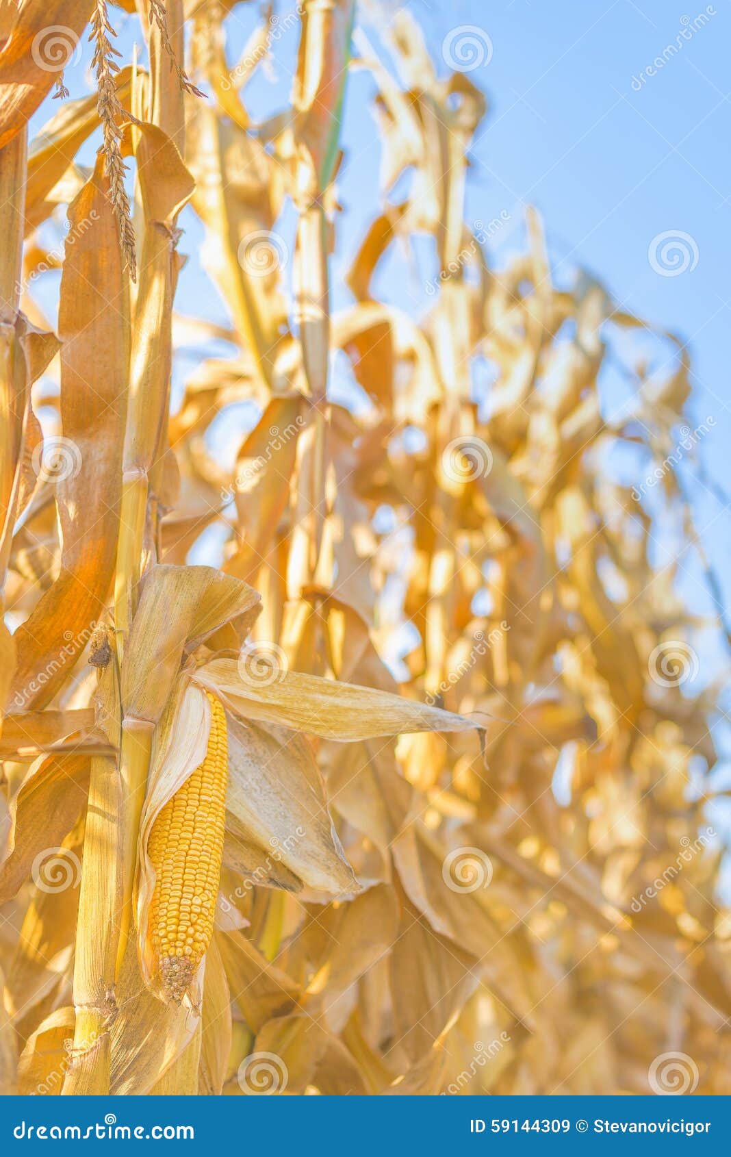 Maize cob ear on stalk stock image. Image of field, plant - 59144309