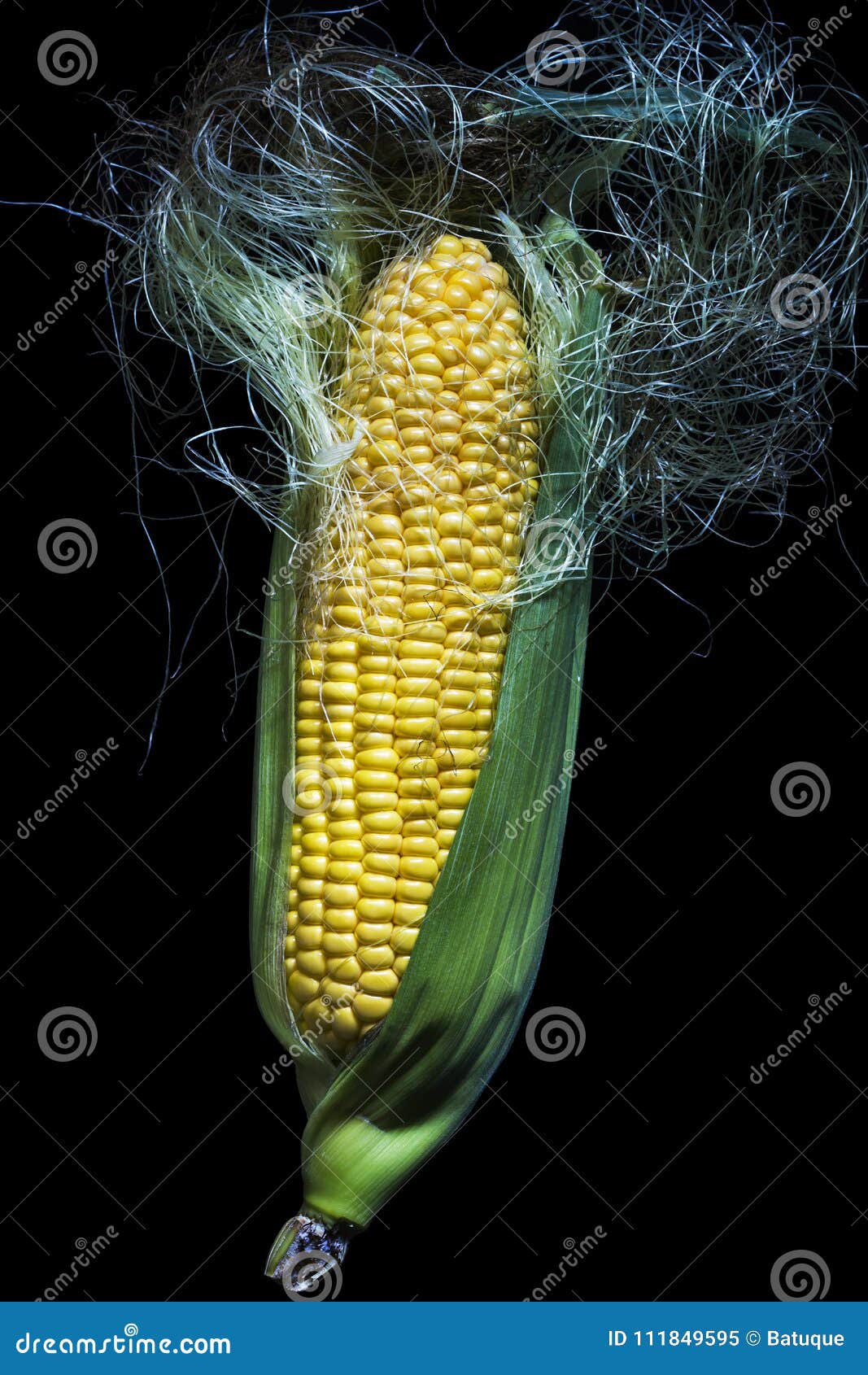 Maize cob stock image. Image of agriculture, husk, cook - 111849595