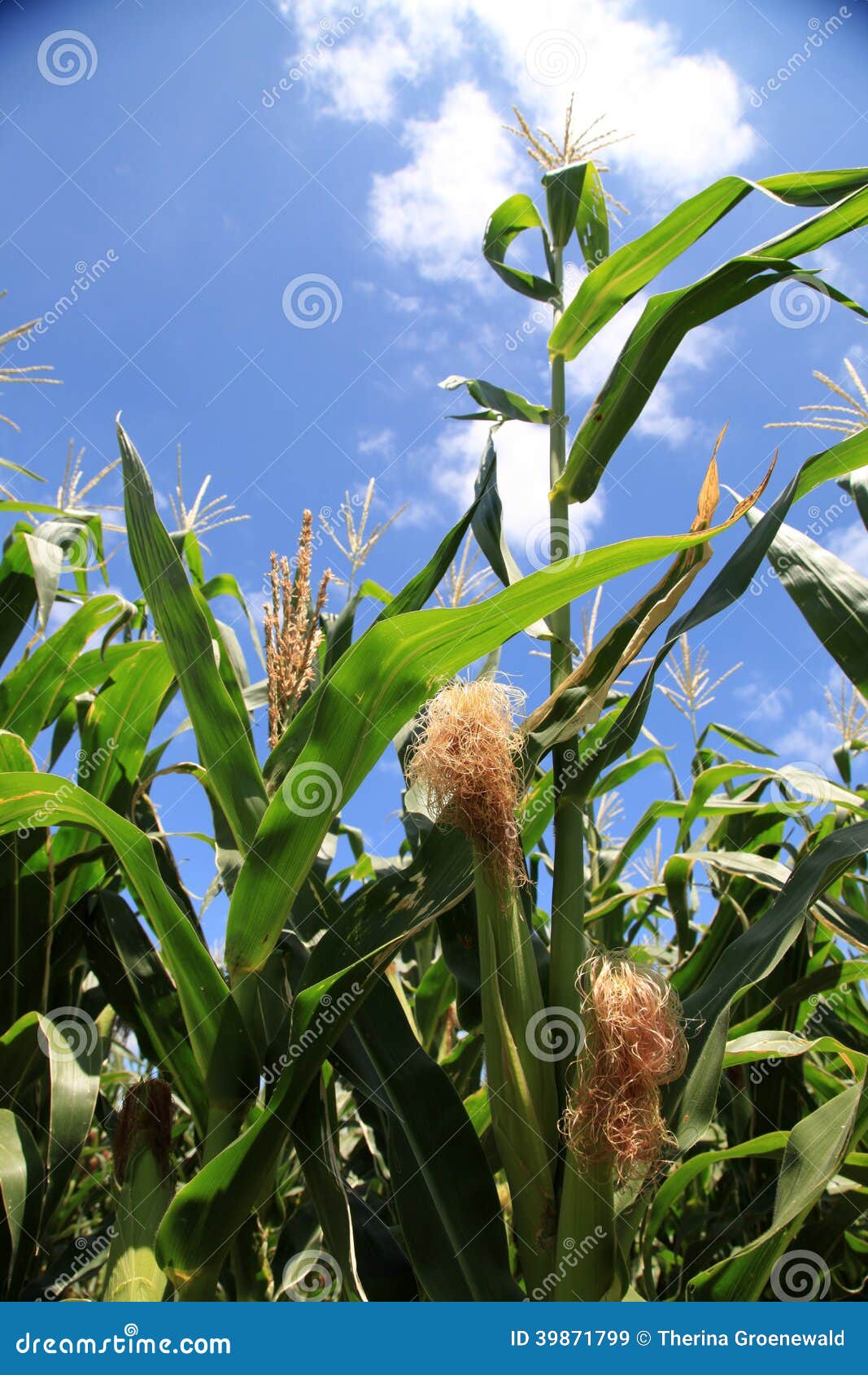 Maize. stock image. Image of field, organic, summer, green - 39871799