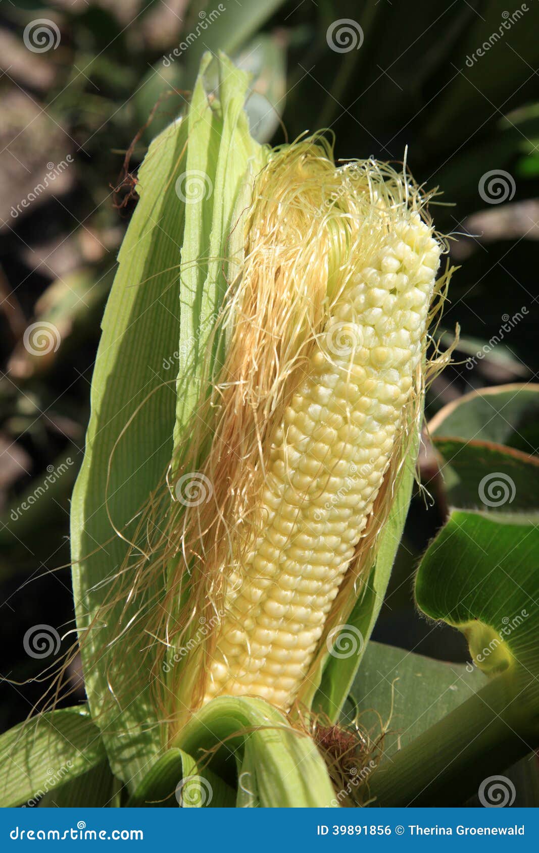 Maize. stock photo. Image of healthy, farm, organic, maize - 39891856