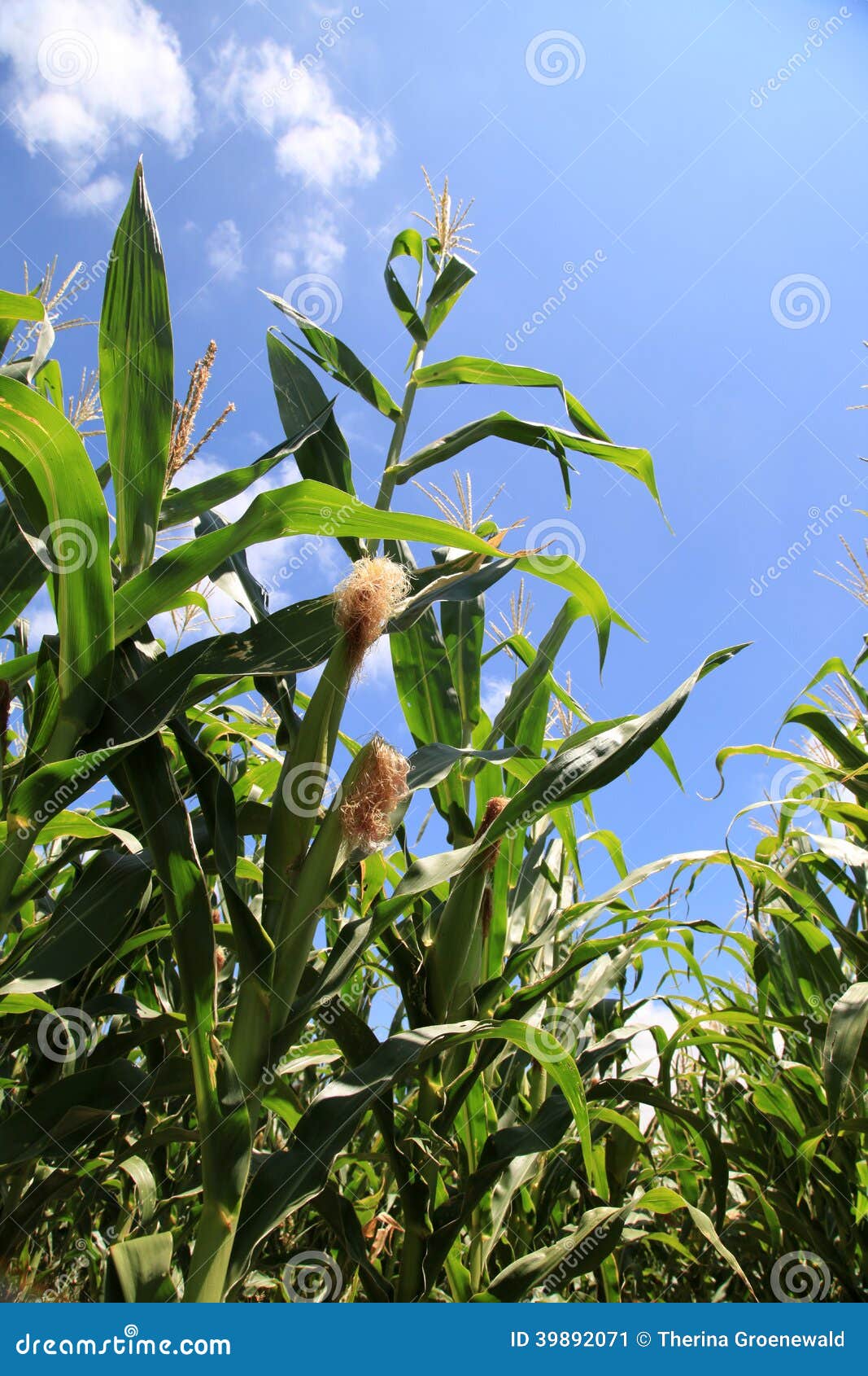 Maize. stock image. Image of garden, grain, maize, vegetable - 39892071