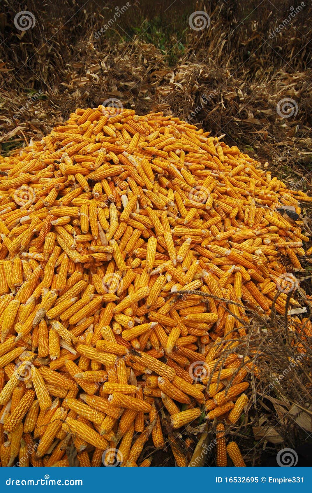 Maize cobs stock image. Image of cereal, farm, ripe, food - 16532695