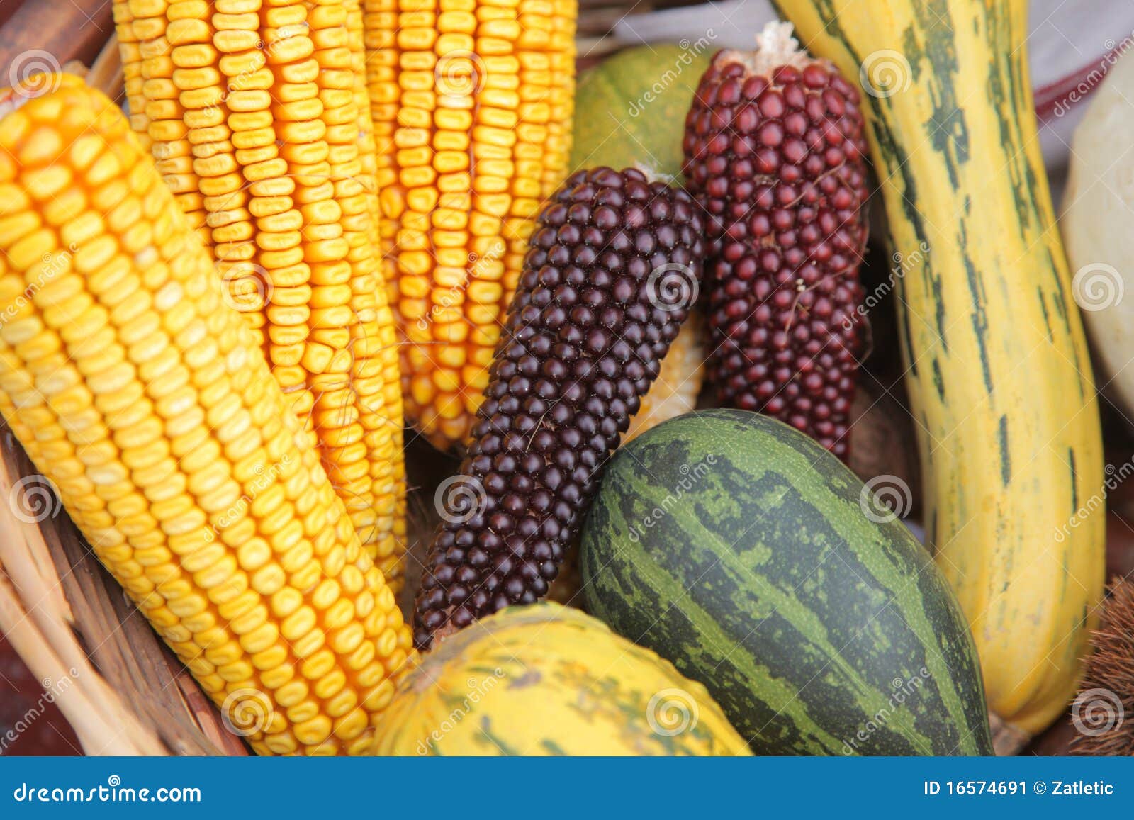 Maize cobs stock image. Image of organic, gourmet, plant - 16574691
