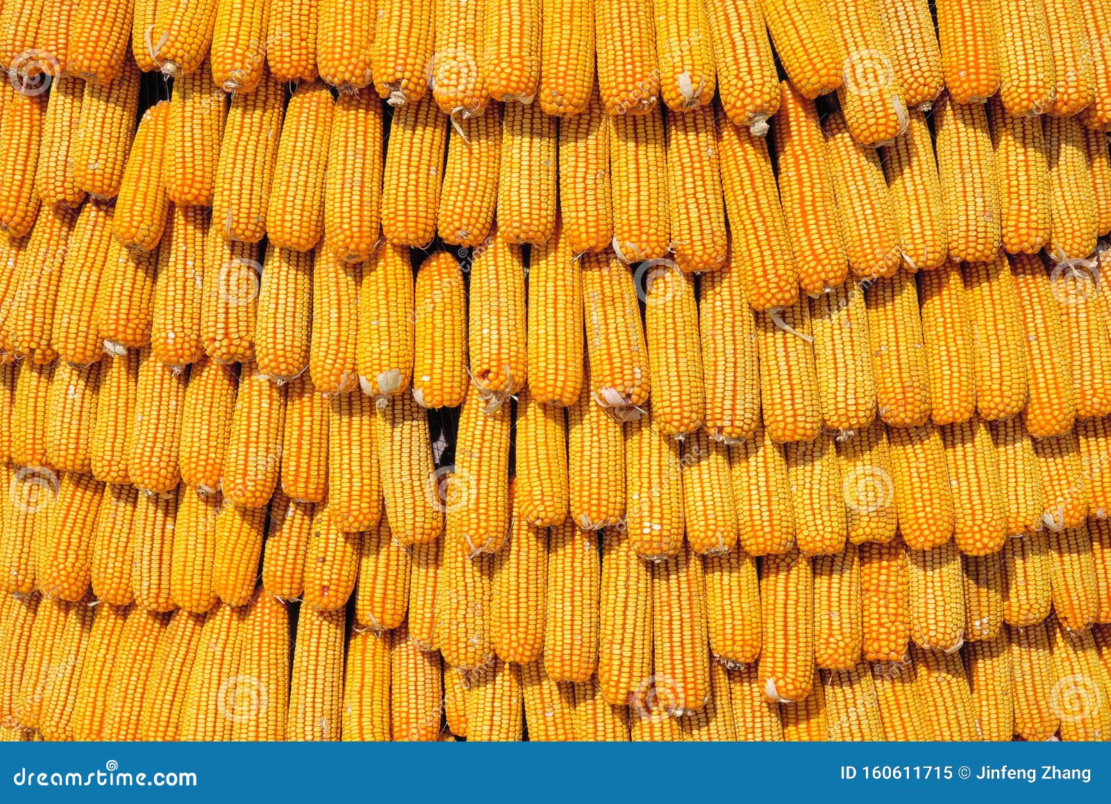 Maize Cobs Sweet Corn On The Cob Yellow Whole Ear-maize Ear-corn ...