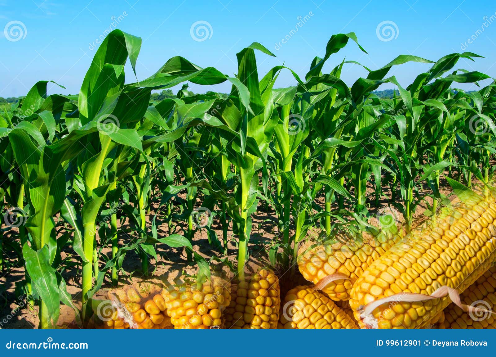 Collage of Young Corn and Cobs Stock Image - Image of field, export ...