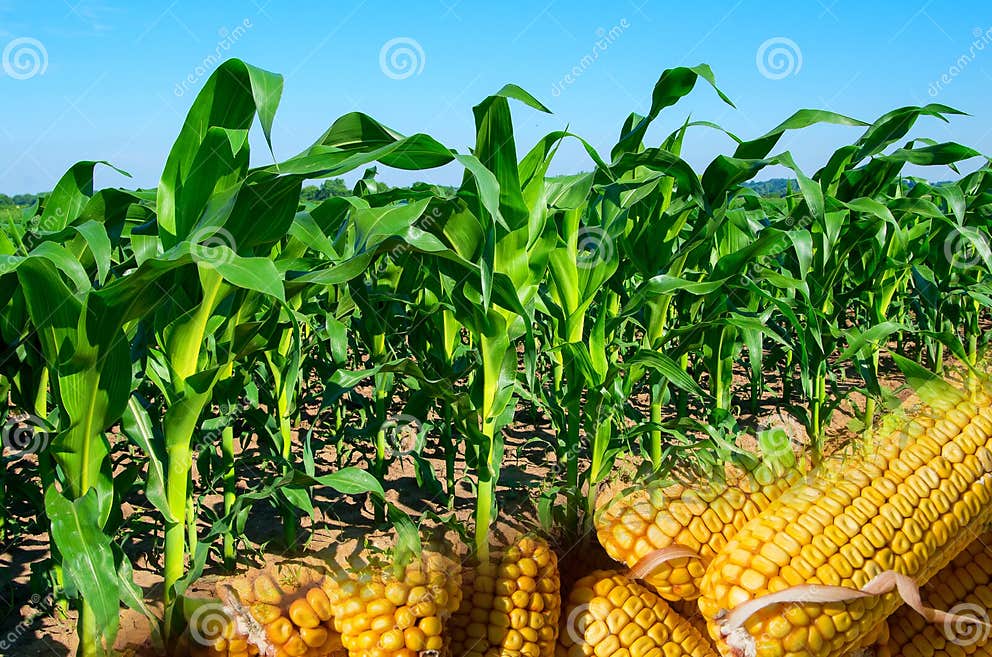 Collage of Young Corn and Cobs Stock Image - Image of field, export ...