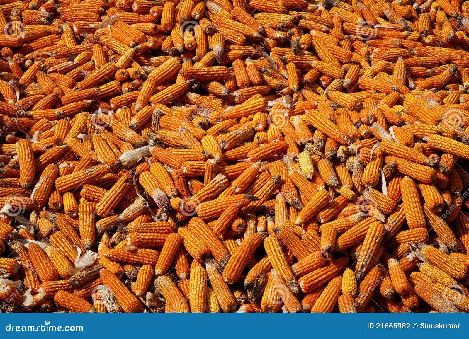 Maize Corn stock photo. Image of fruits, agriculture - 21665982