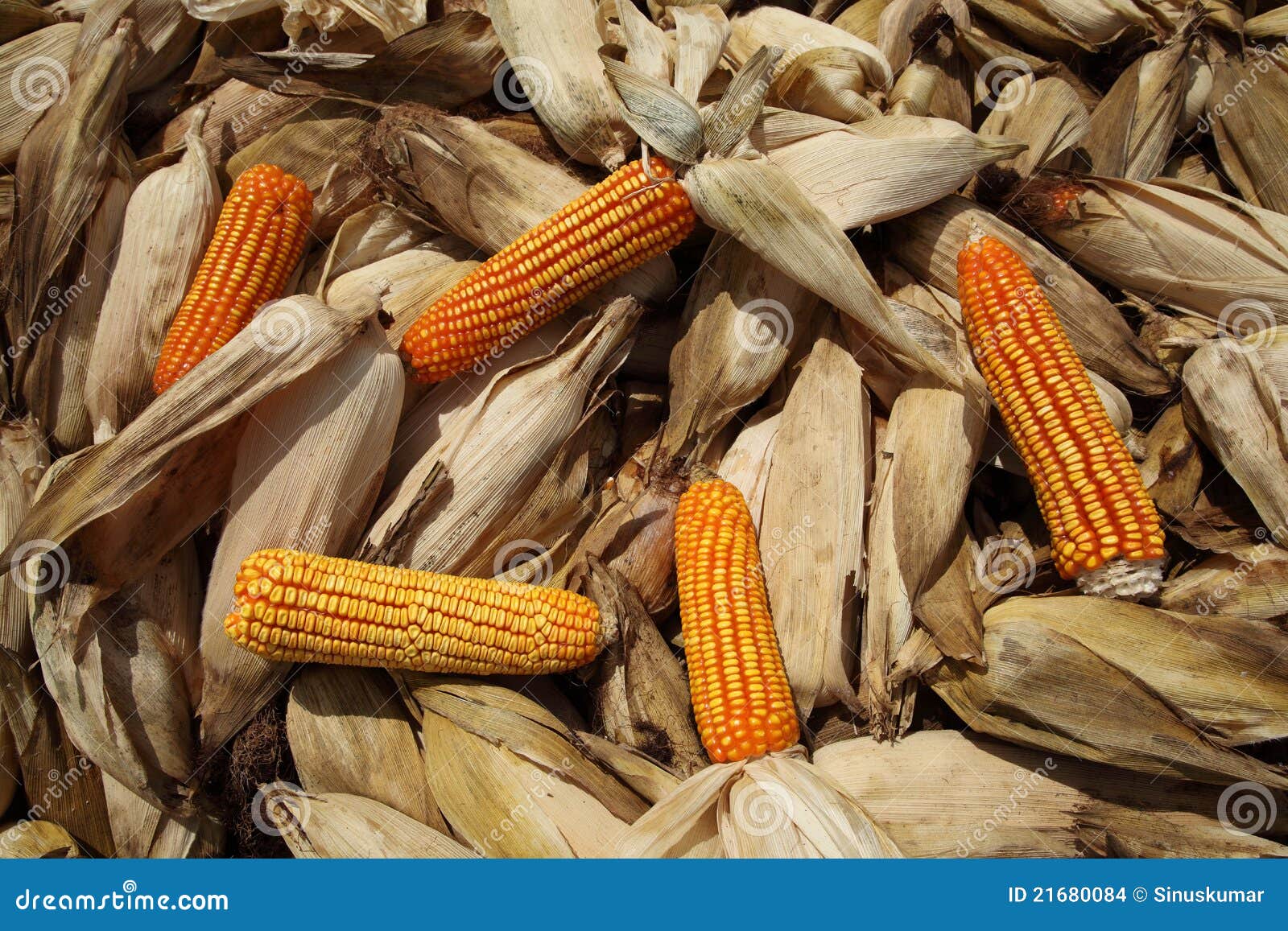 Maize Corn stock photo. Image of food, sack, farming - 21680084