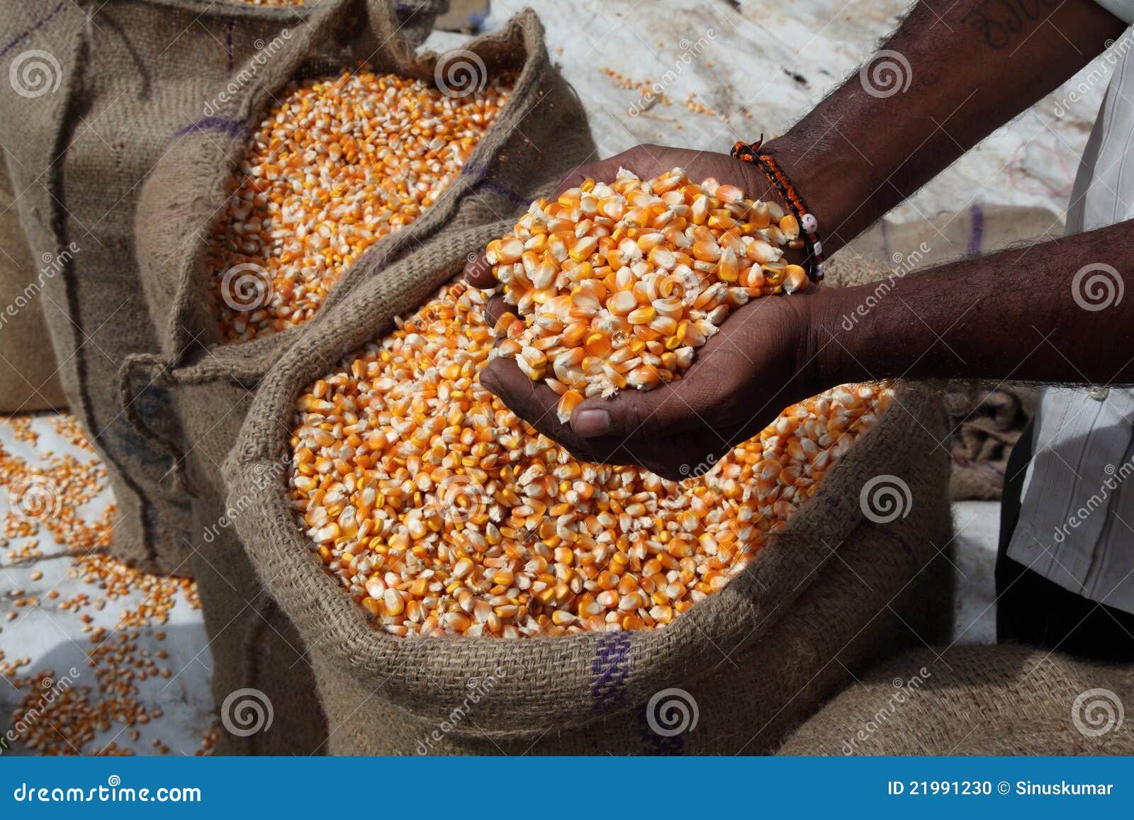 Maize Corn stock photo. Image of sack, grain, corn, cultivation - 21991230