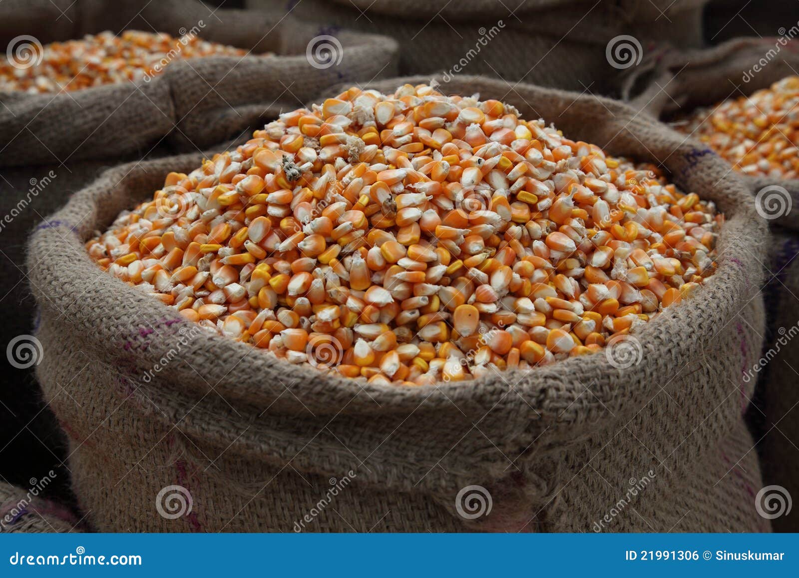 Maize Corn stock photo. Image of cultivation, pulse, mixture - 21991306