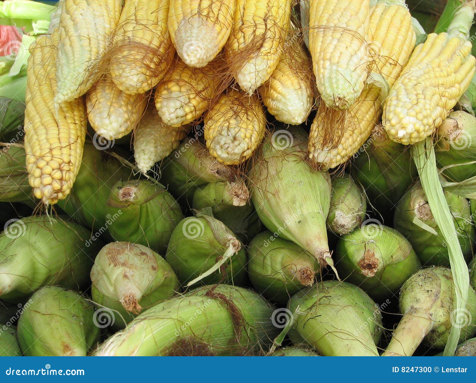 Maize Ear In Corn Grain Pile Royalty-Free Stock Photography ...