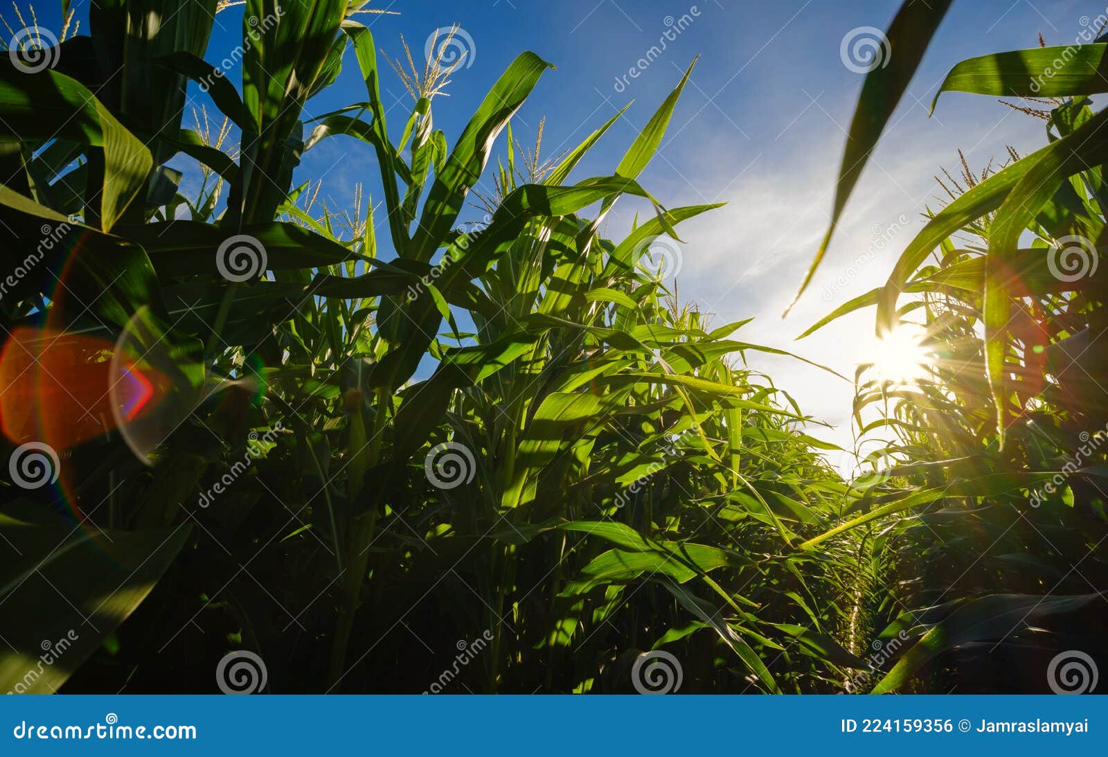 Maize or Corn on Agricultural Field in Sunset Stock Photo - Image of ...