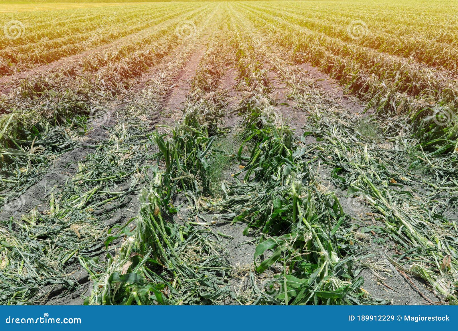 Maize Corn Agriculture Field after Harvesting. Cob Corn Field. Stock ...