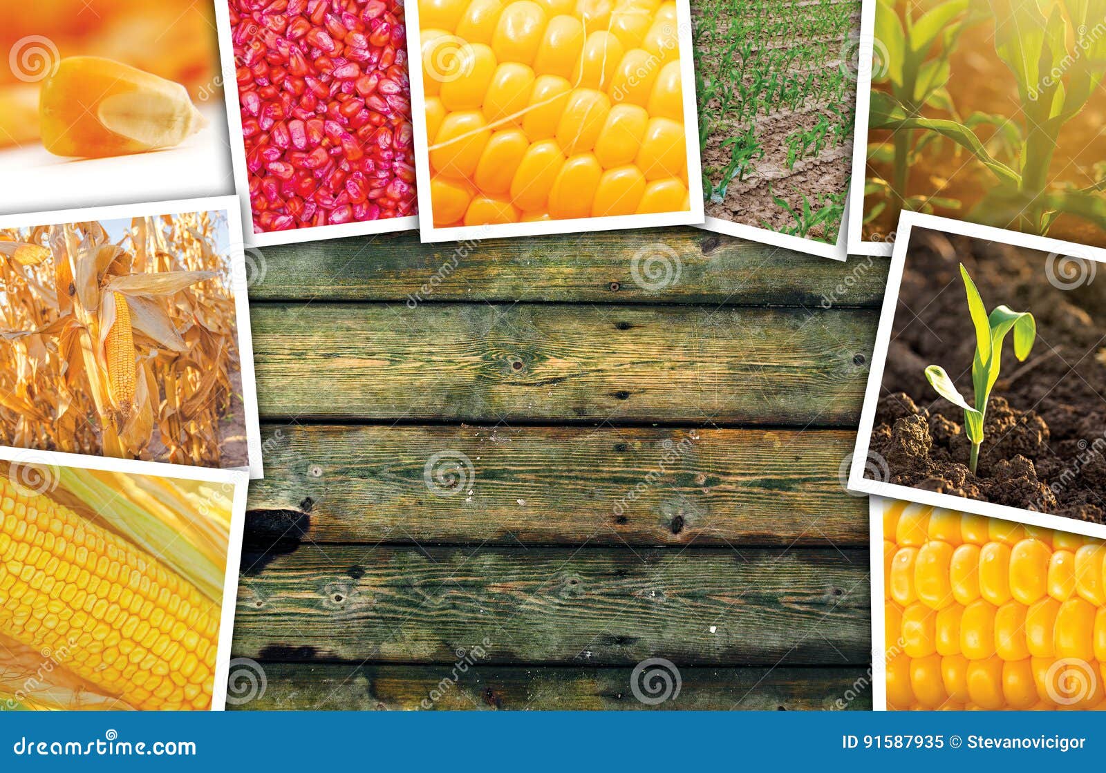 Corn Collage Royalty-Free Stock Image | CartoonDealer.com #20502676