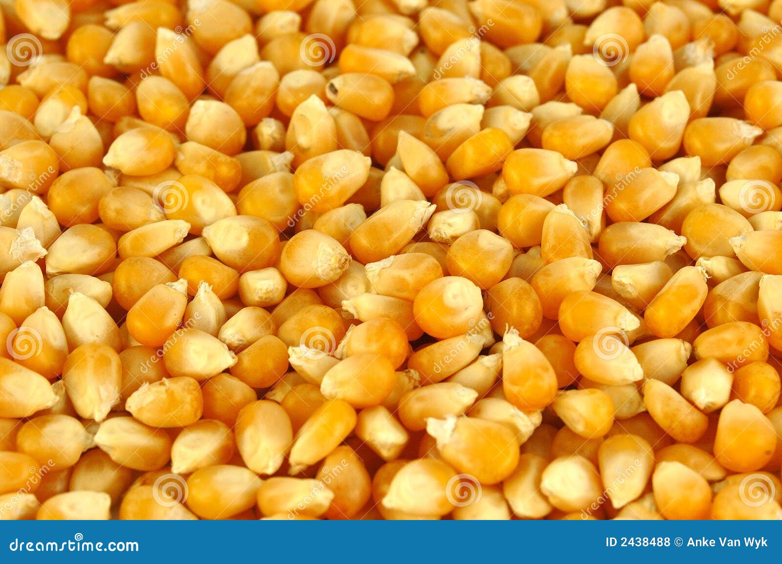 Maize corn background stock photo. Image of bulks, crops - 2438488