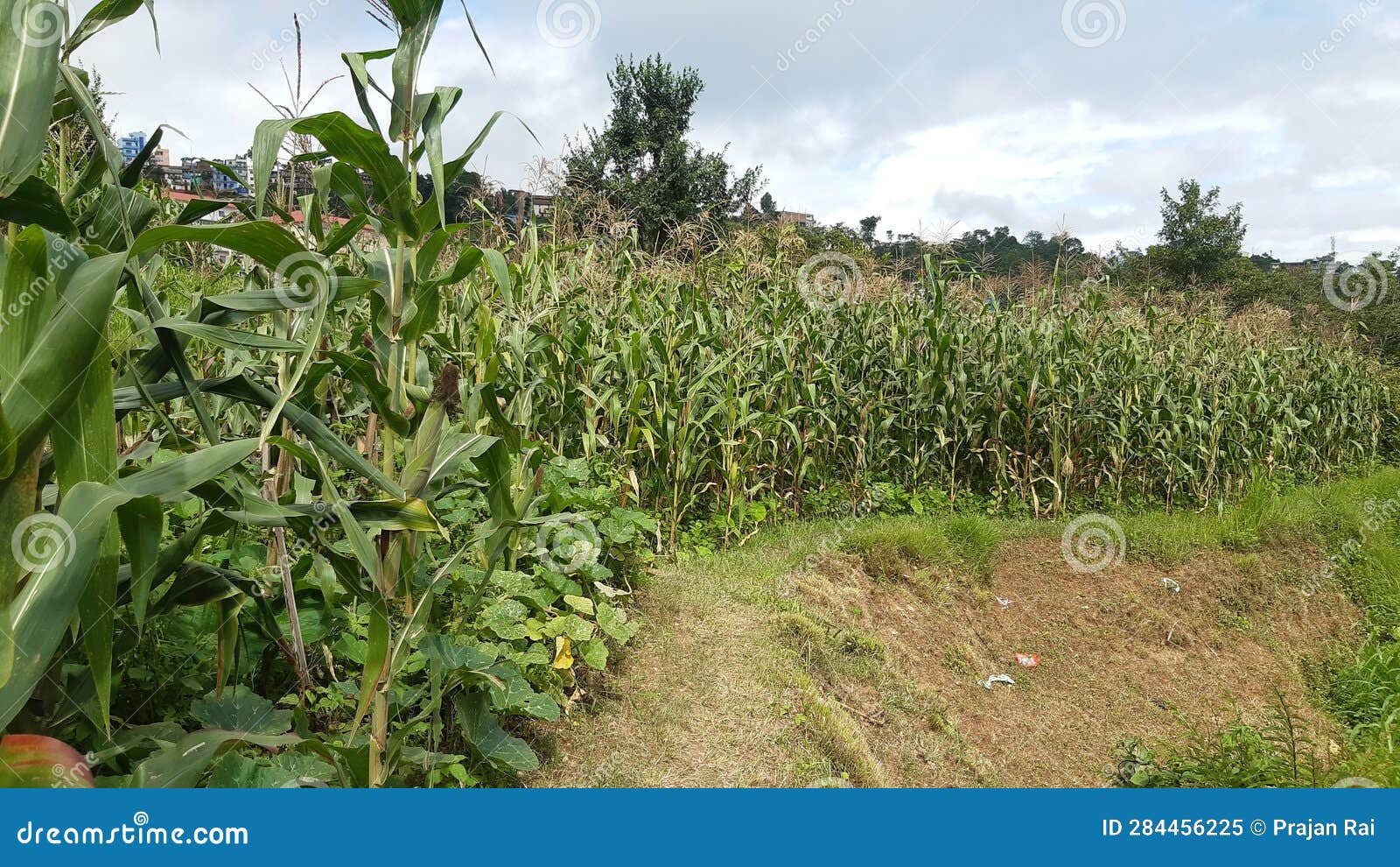 Maize Corn Cultivation in Eastern Nepal Stock Image - Image of eastern ...