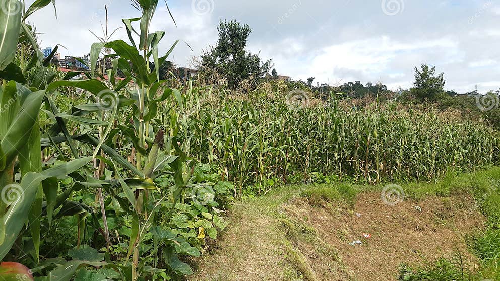 Maize Corn Cultivation in Eastern Nepal Stock Image - Image of eastern ...