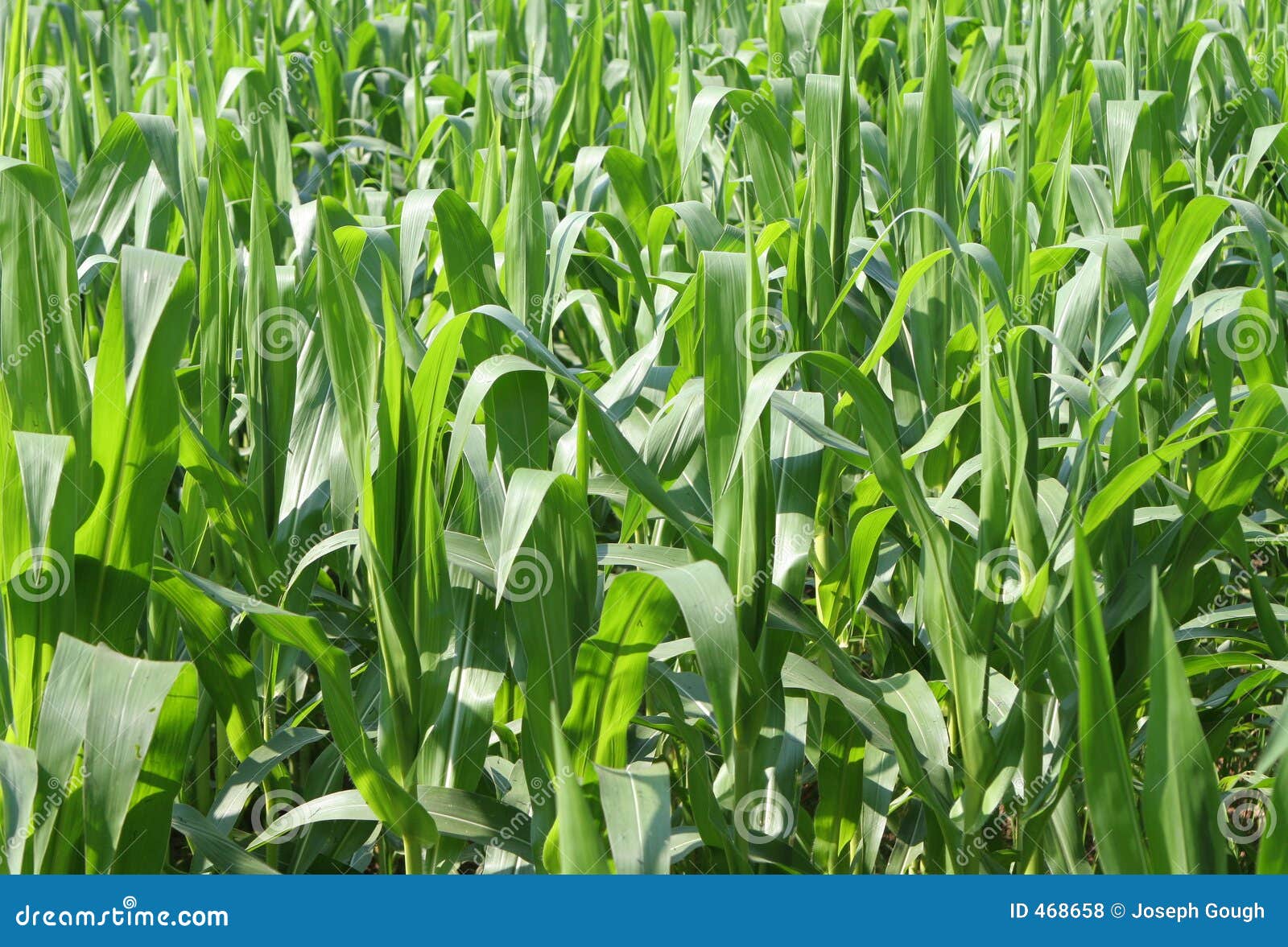 Maize Or Corn Farm Field Plants Royalty Free Stock Photos - Image: 468658 Maize Or Corn Farm Field Plants Royalty Free Stock Photos - Image: 468658