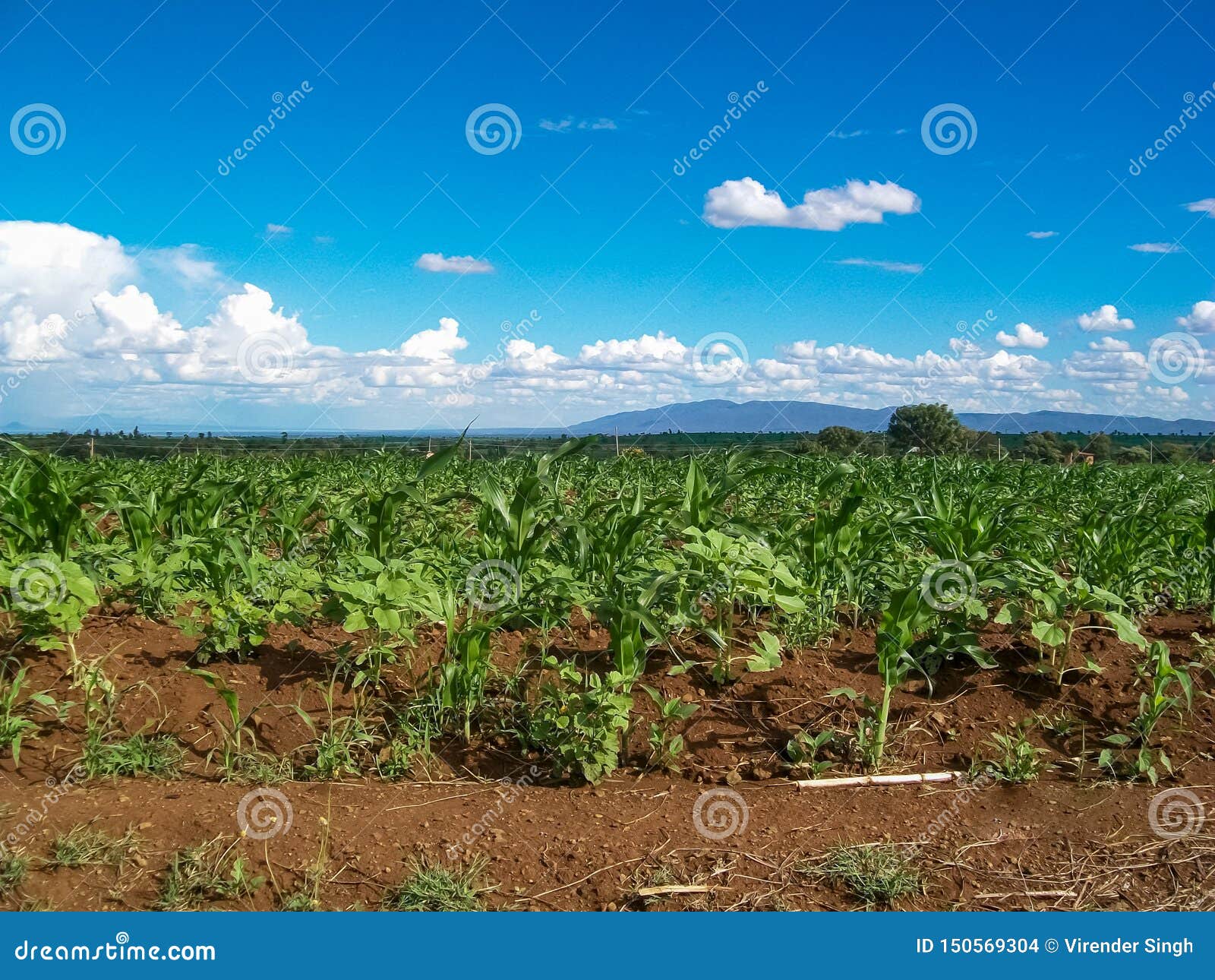 Maize Corn Farm in Tanzania Africa Stock Photo - Image of grain ...