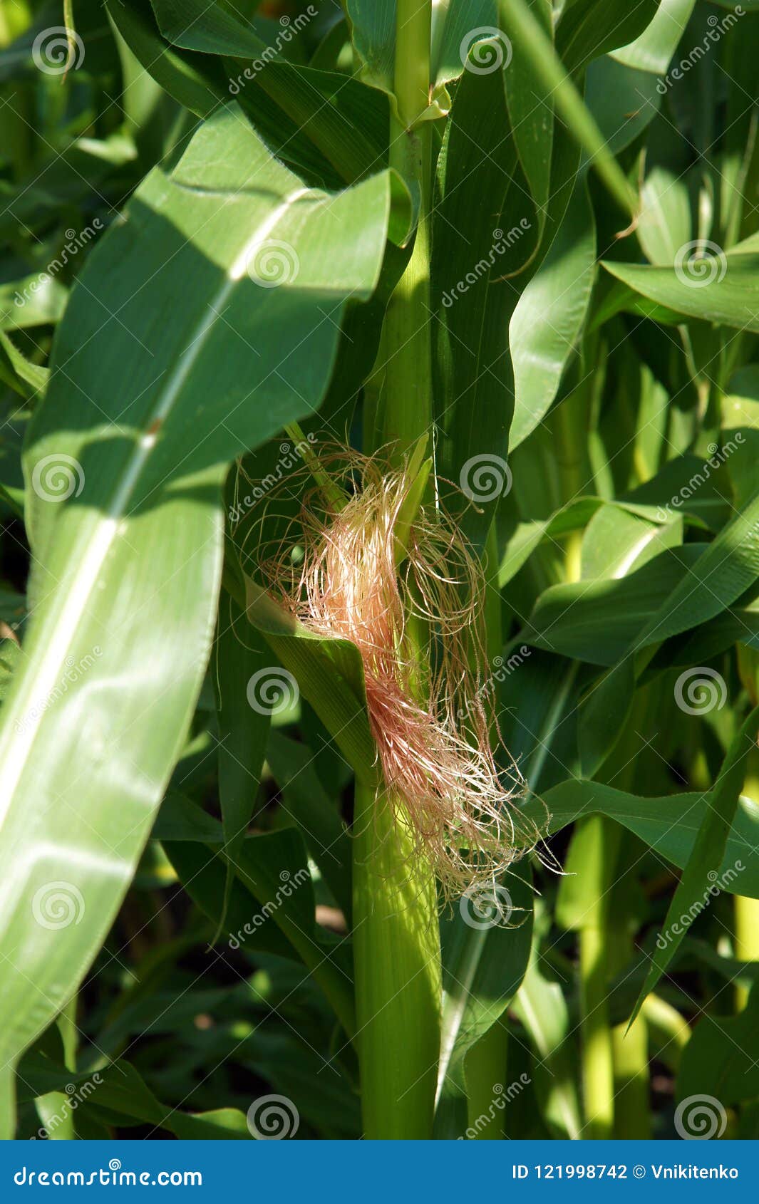 Maize or corn stock photo. Image of farming, background - 121998742