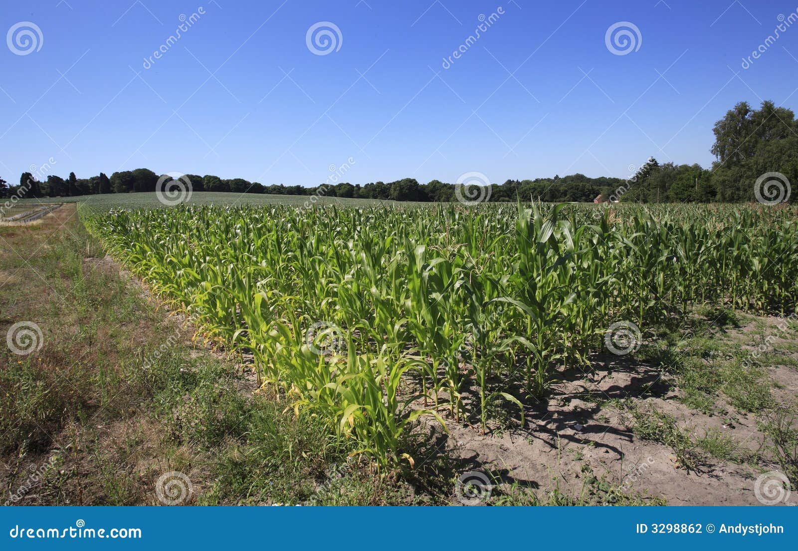 Maize Corn Field Picture. Image: 3298862