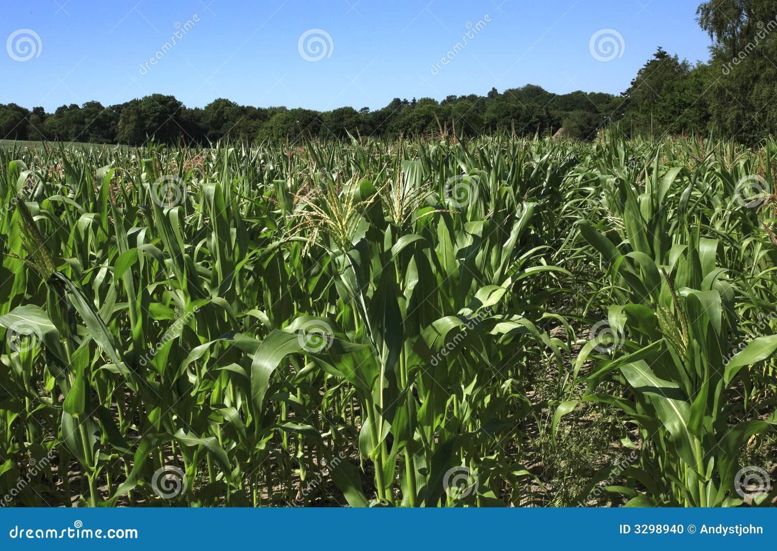 Maize Corn Stack Closeup, Corn Textured Background Royalty-Free Stock ...
