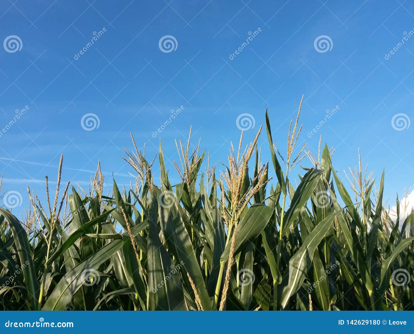 Maize, Corn Field with Blue Sky Background, Breeze Stock Photo - Image ...