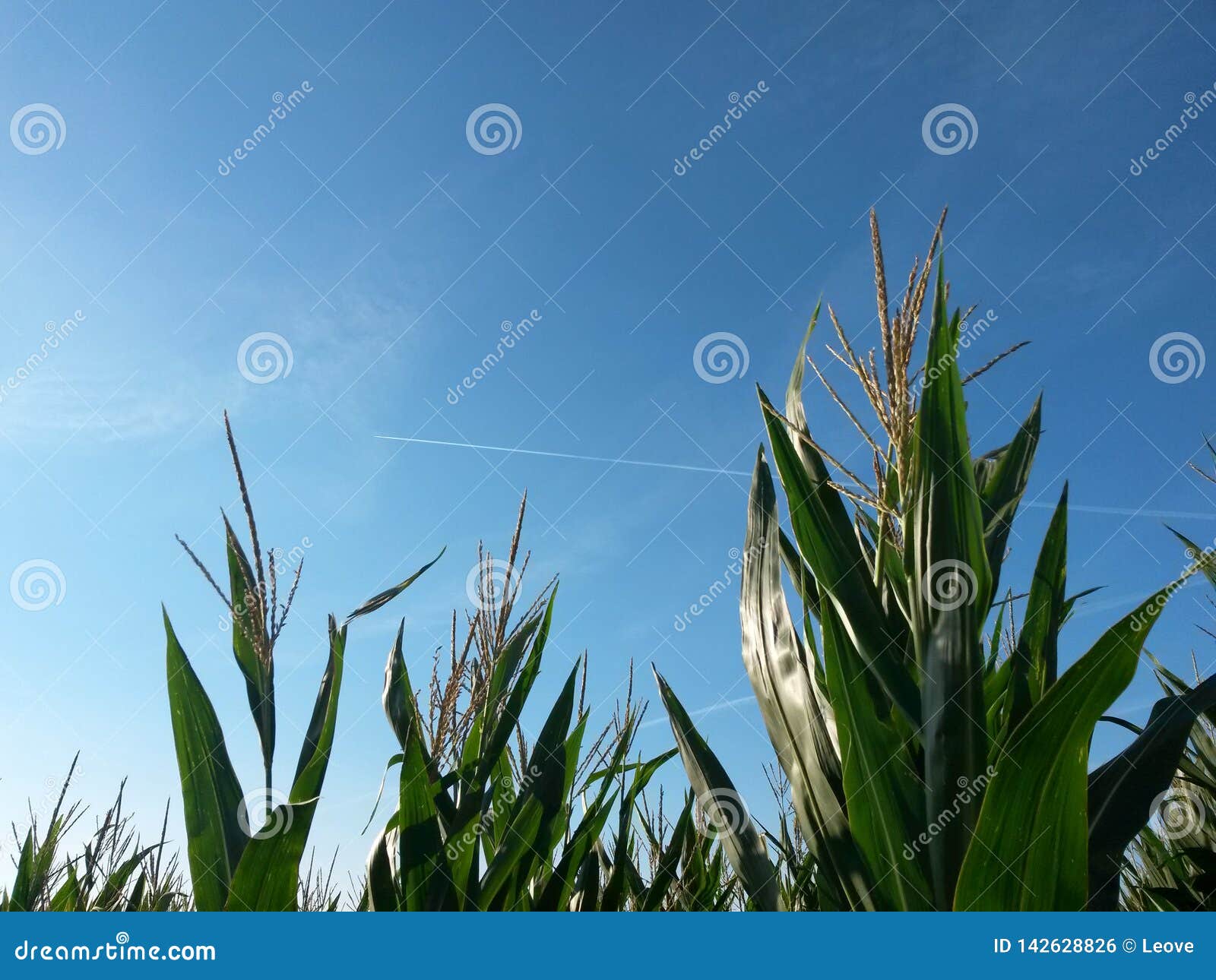 Maize, Corn Field with Blue Sky Background and Condensation Trail of ...