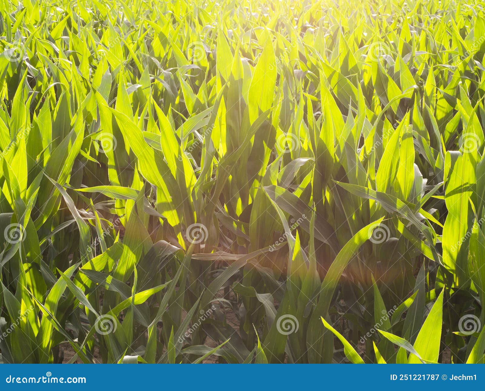 Maize Corn Field at Sunset with Sun Rays Stock Image - Image of economy ...